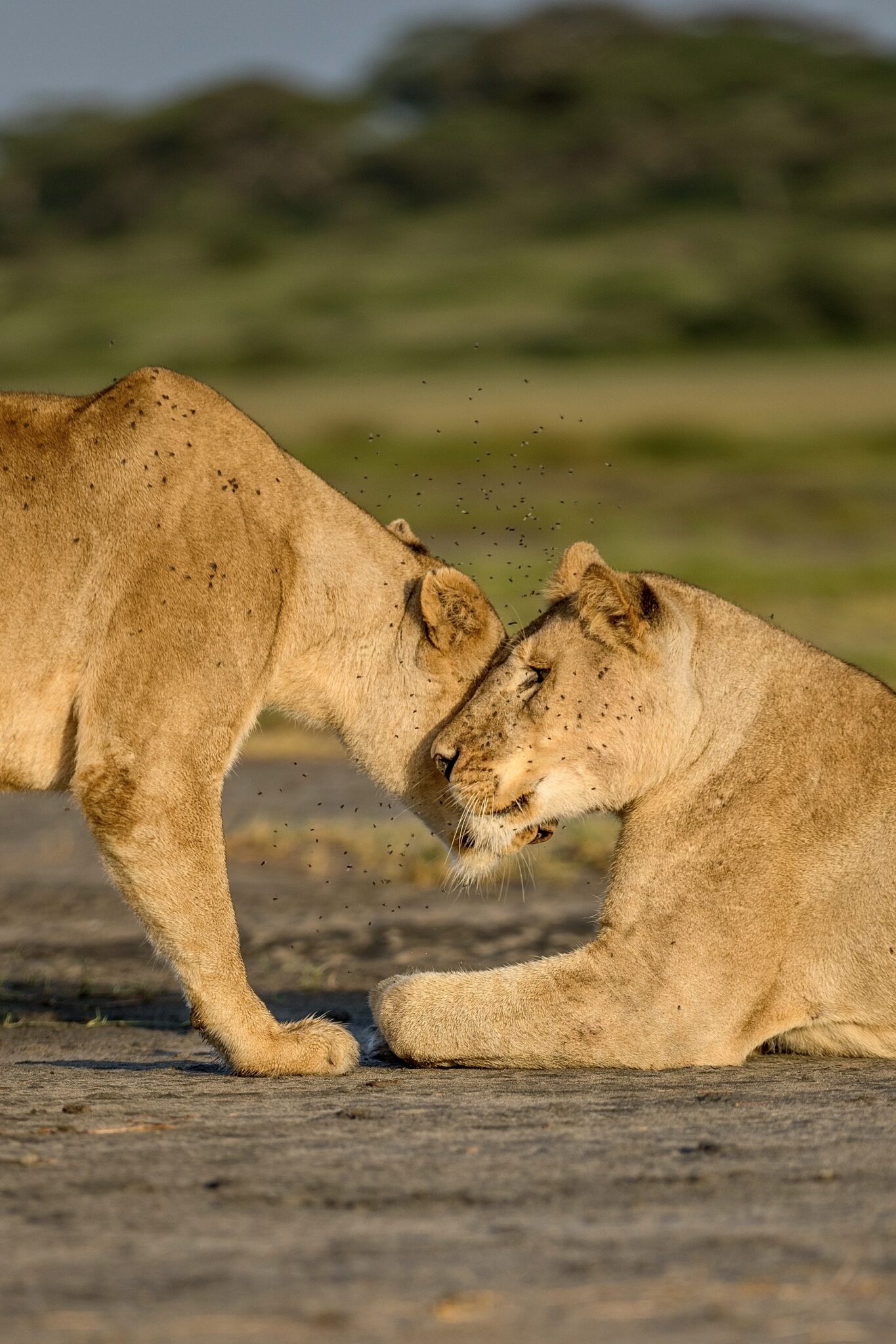 Home - Pride Adventure