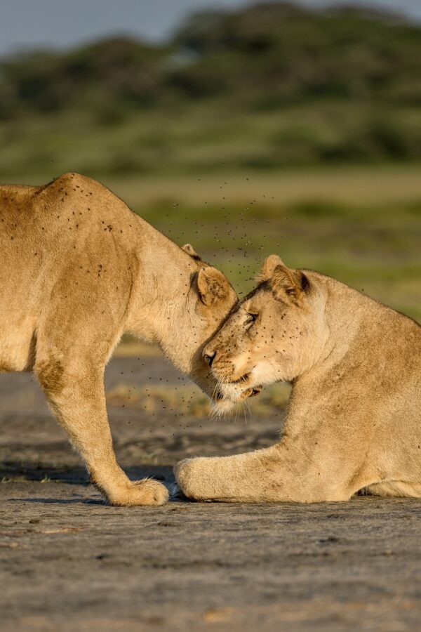 Home - Pride Adventure